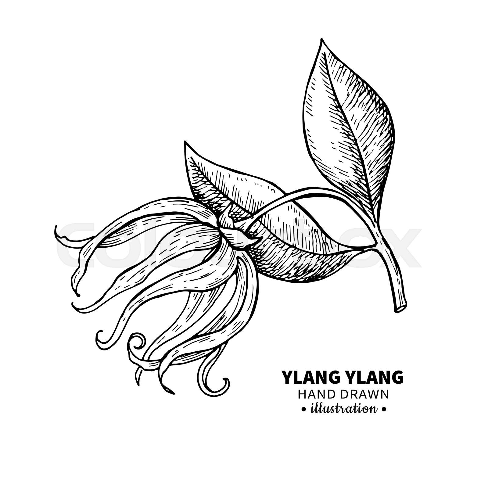 Ylang ylang vector drawing. Isolated vintage illustration of me | Stock ...