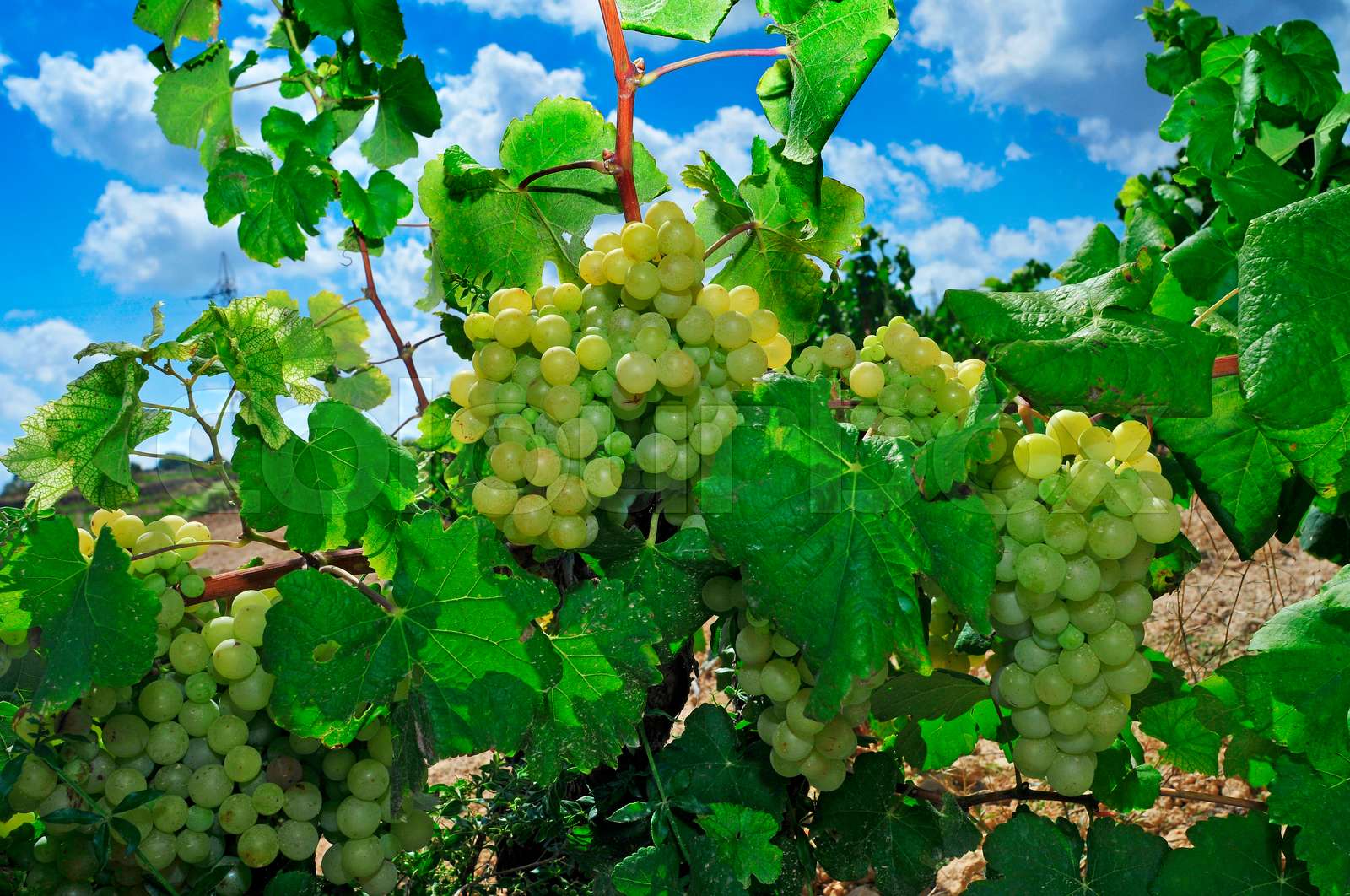 weintrauben, catalunya, weiß | Stock Bild | Colourbox