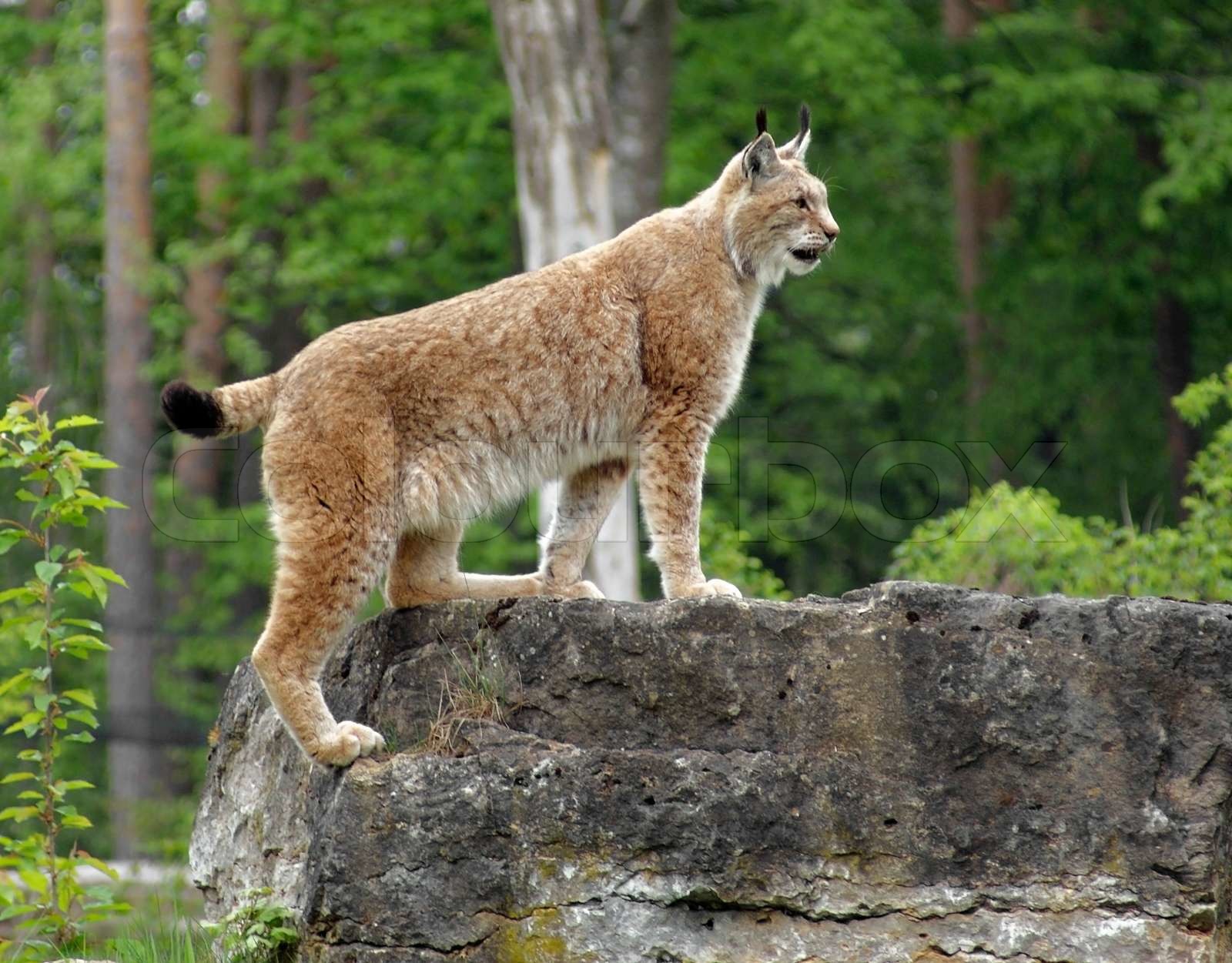 sideways shot of a Eurasian Lynx standing on rock formation in front of ...