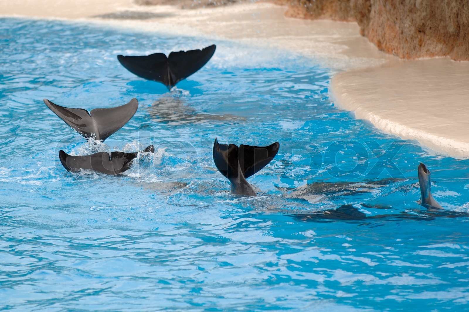Dolphins are wawing goodbye with their fins | Stock image | Colourbox