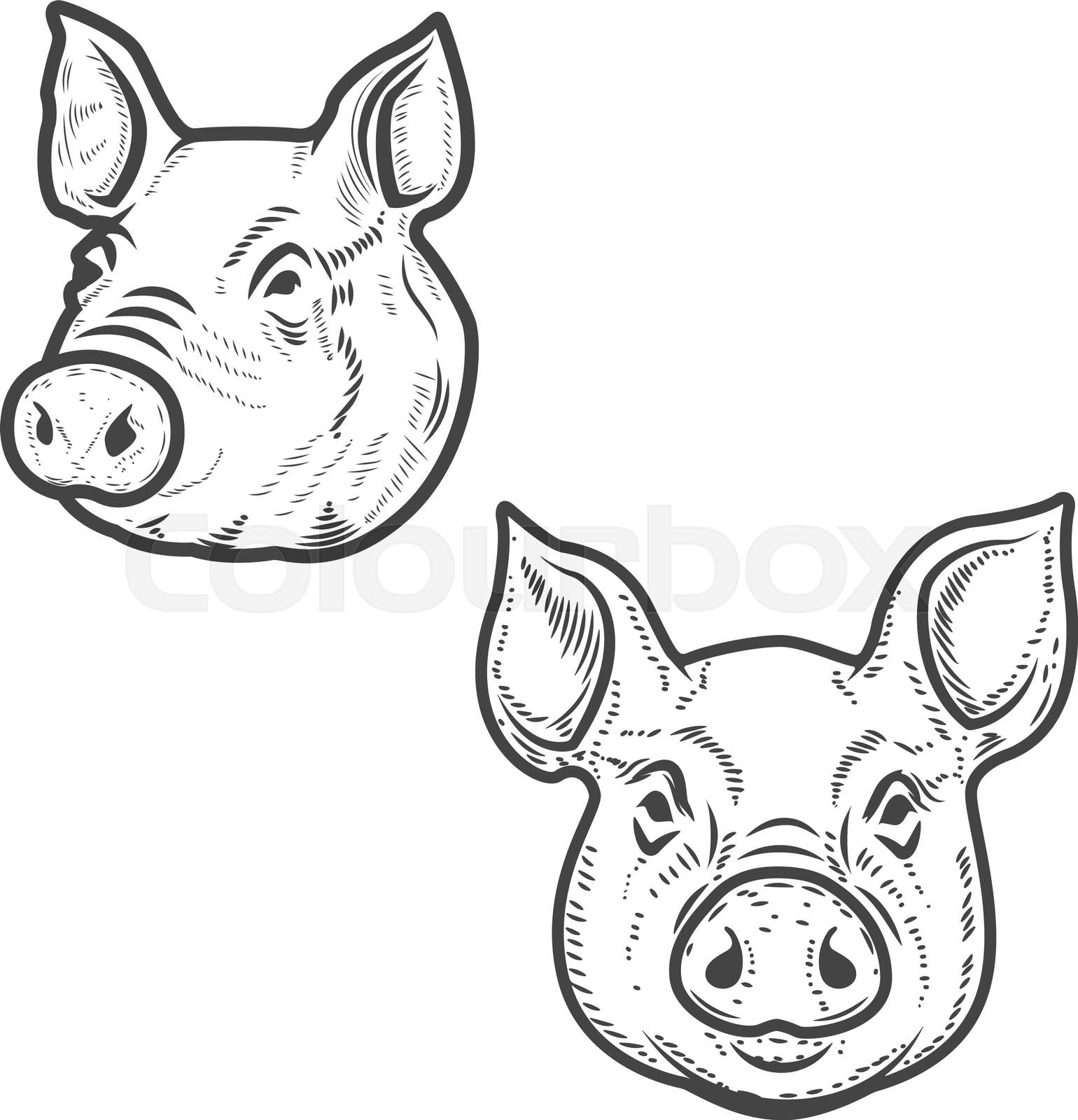 Set of pig heads isolated on white background. Pork meat. Design ...