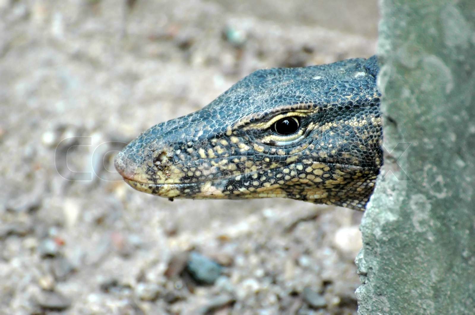 Lizard on the island of Koh Samui, Thailand | Stock image | Colourbox