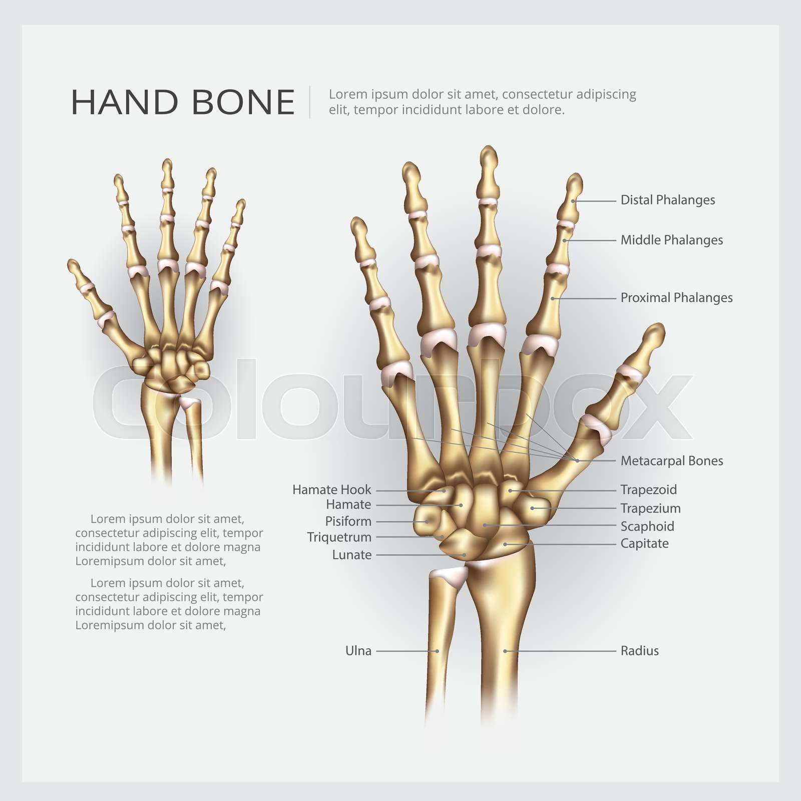 Hand Bone Vector Illustration | Stock vector | Colourbox