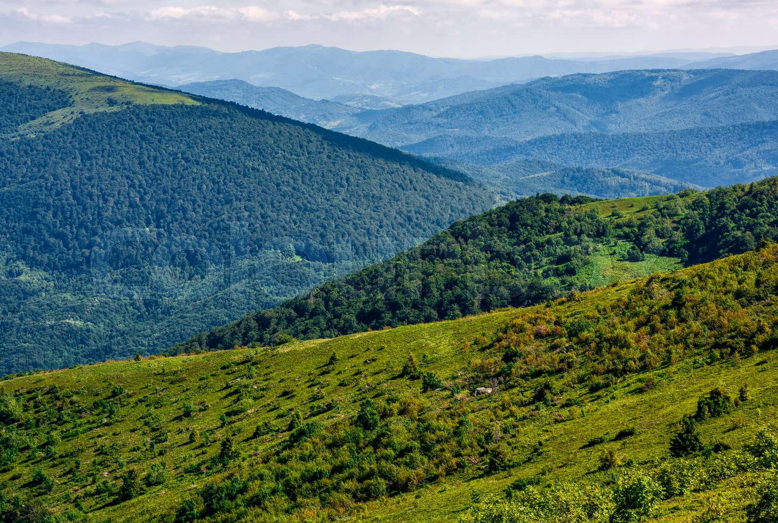 forest on a mountain hill side | Stock image | Colourbox