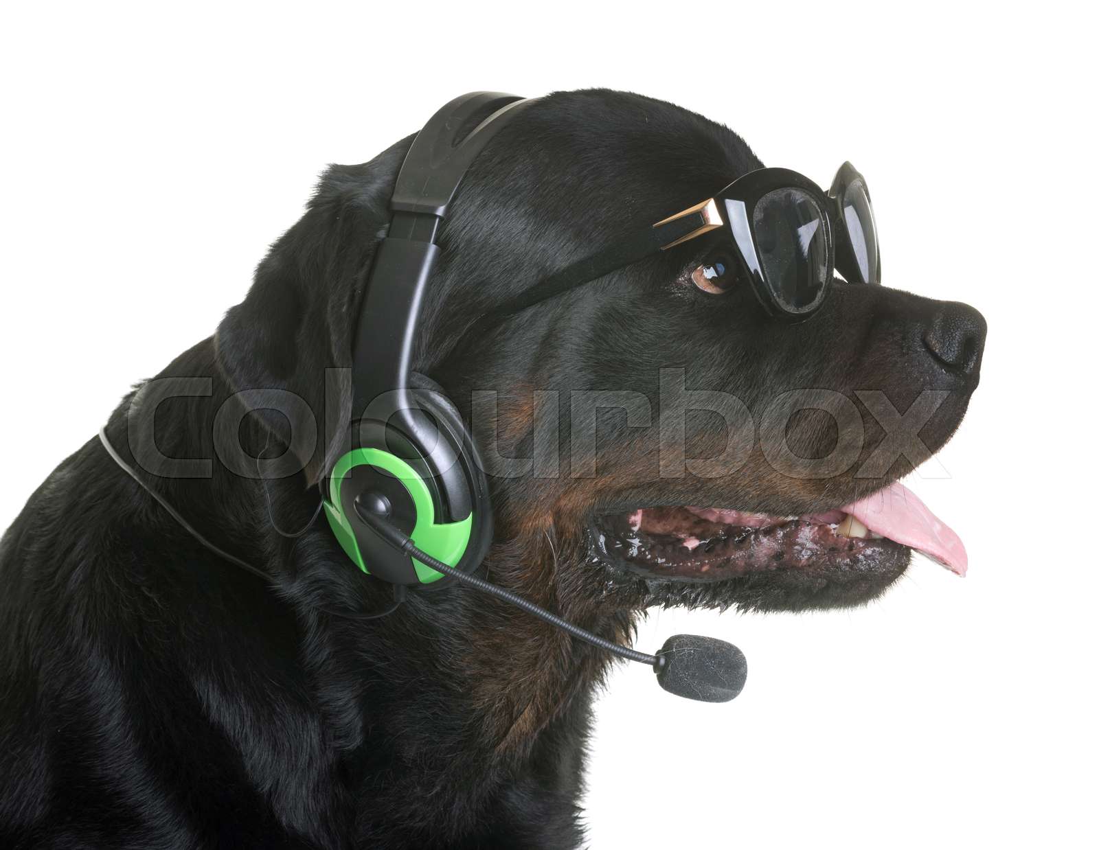 rottweiler and headphones | Stock image | Colourbox