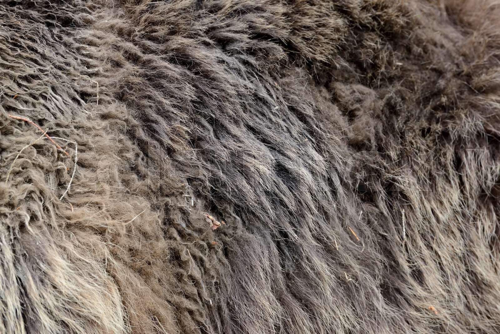 Texture of brown bear fur | Stock image | Colourbox
