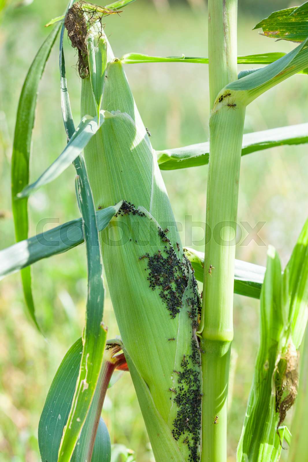 Aphids feed on sap corn | Stock image | Colourbox