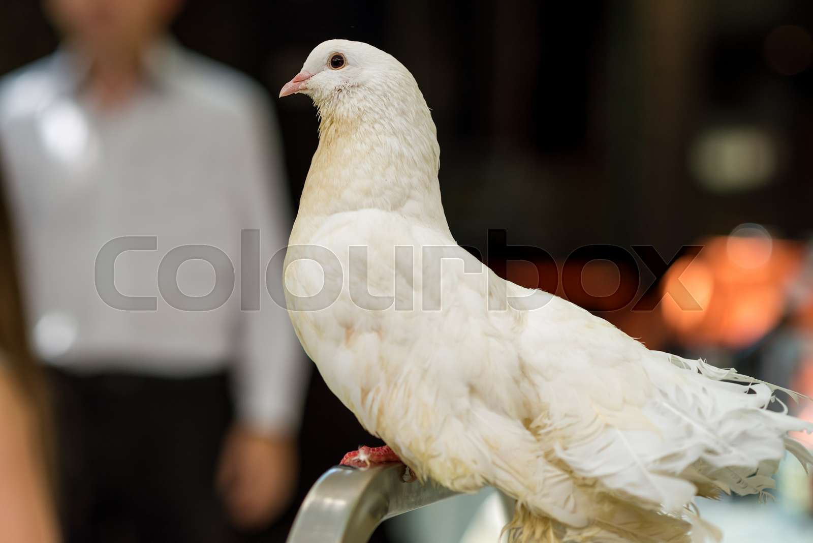 weddings birds | Stock image | Colourbox