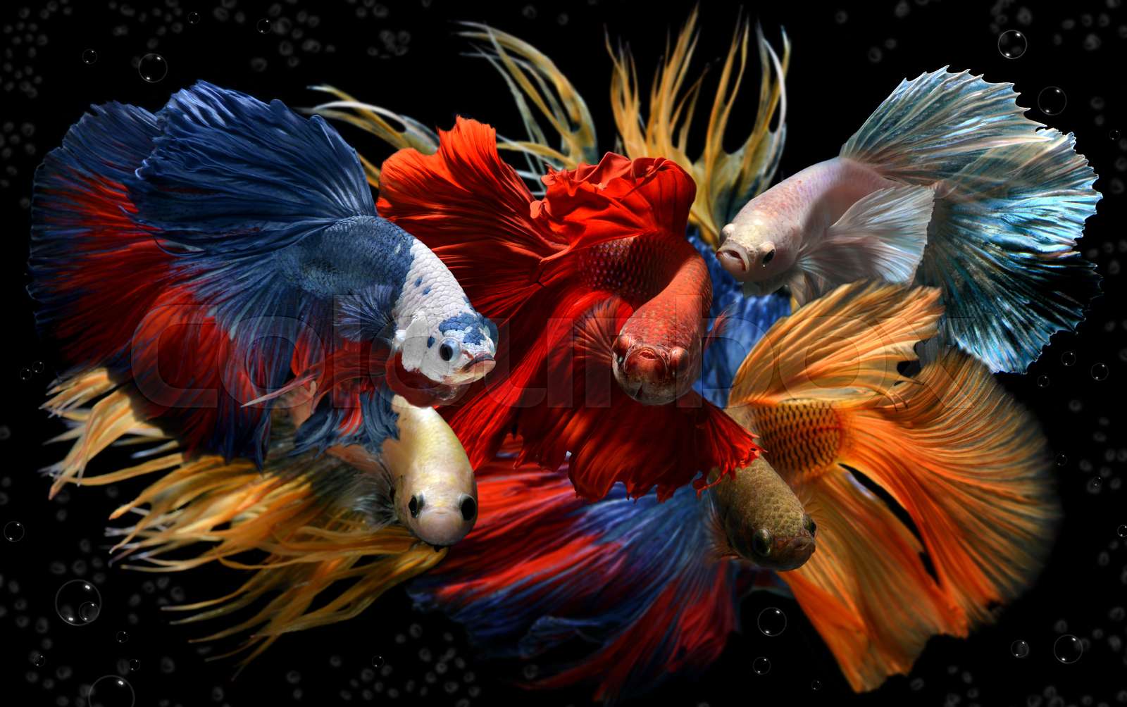 Mixed colorful fancy betta . | Stock image | Colourbox