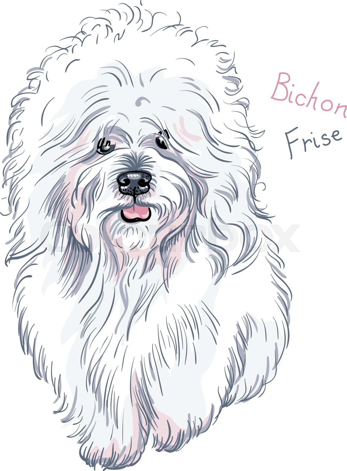vector white cute dog Bichon Frise breed | Stock vector | Colourbox