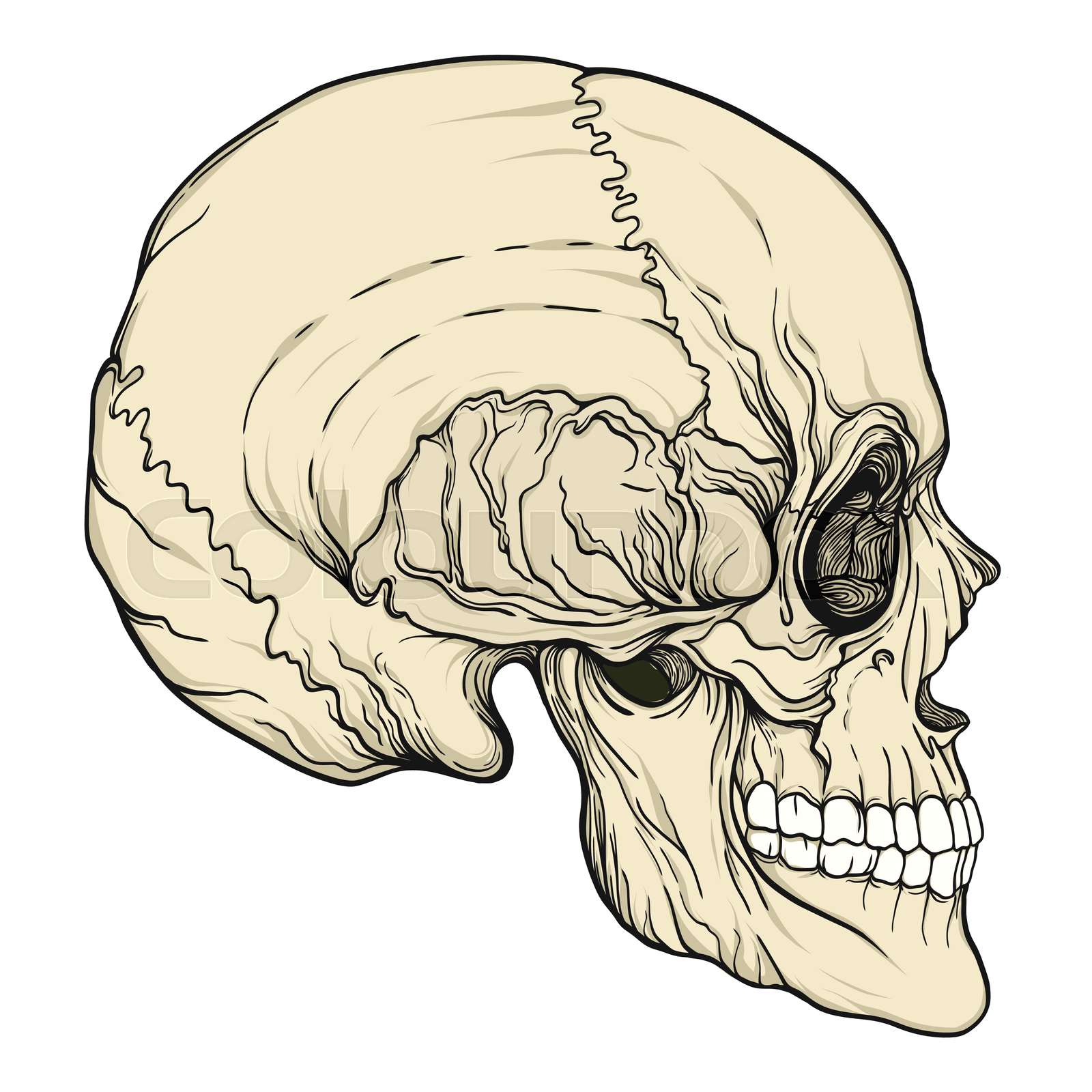 Human Skulls Side View Drawing