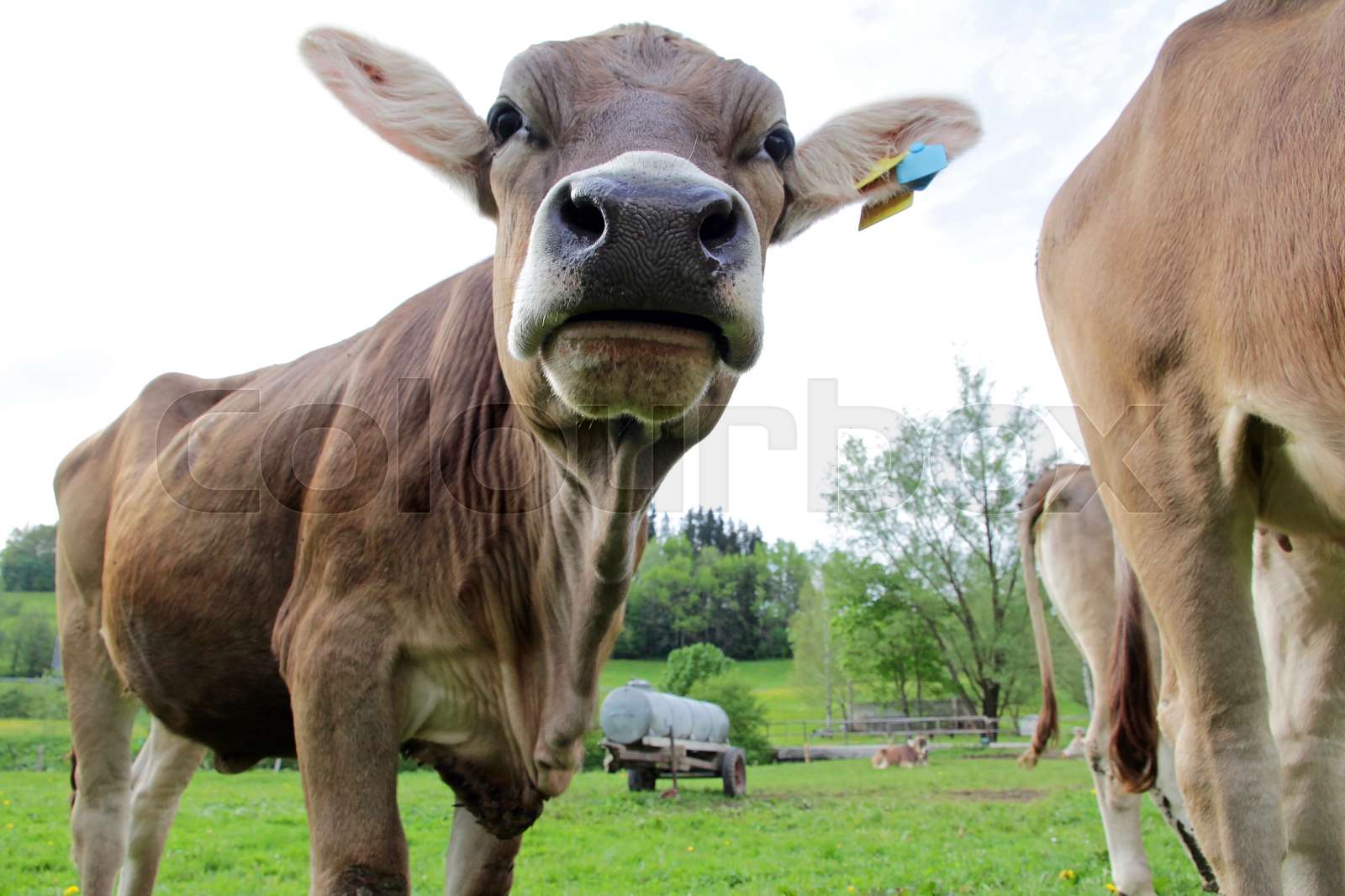 Eine neugierige junge Kuh in Bayern. Eine junge hübsche Milchkuh ...