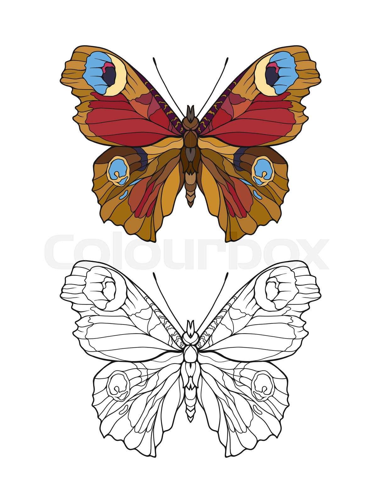 Set of colored and outline butterfly. | Stock vector | Colourbox