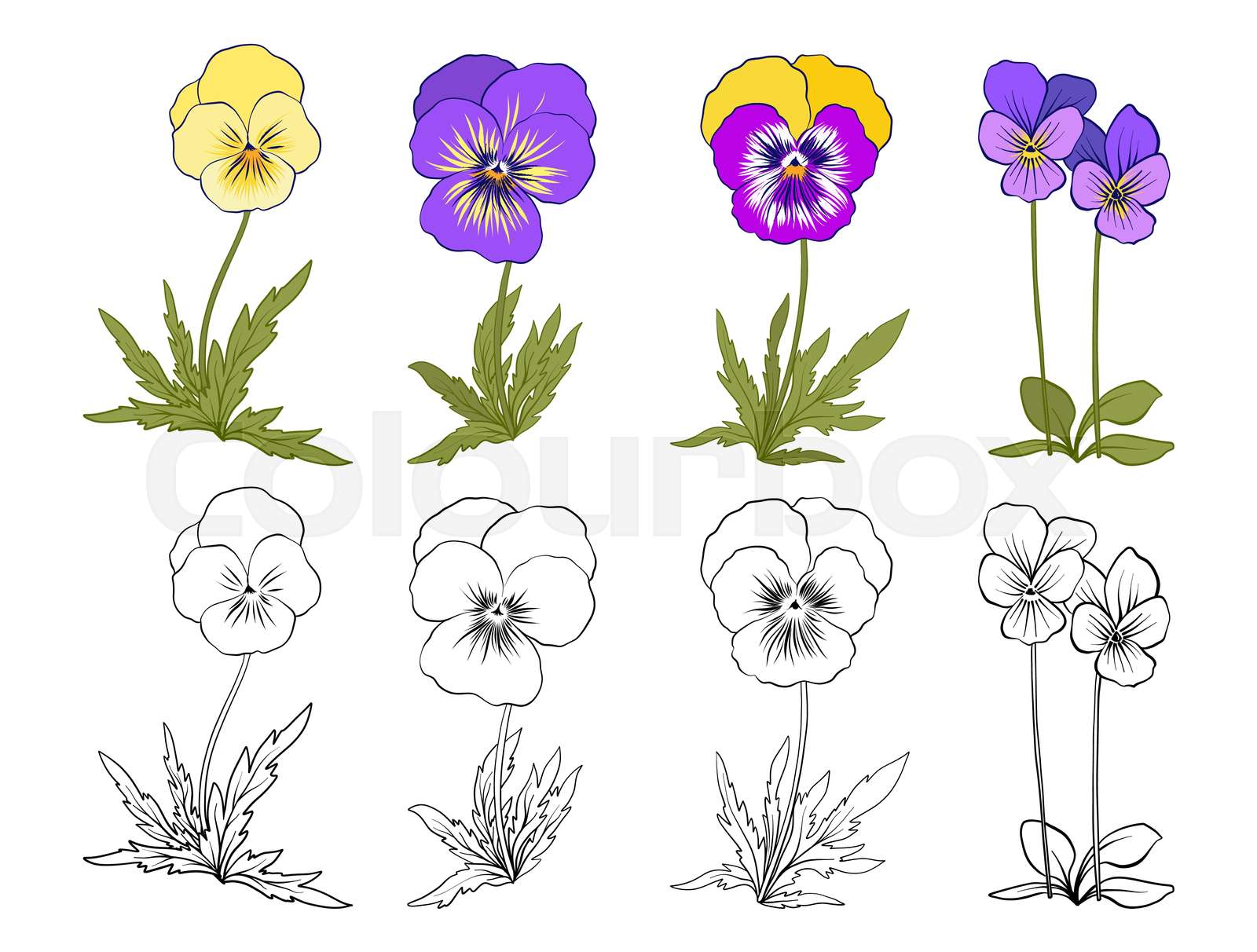 Violet flowers. Set of colored and outline flowers | Stock vector ...