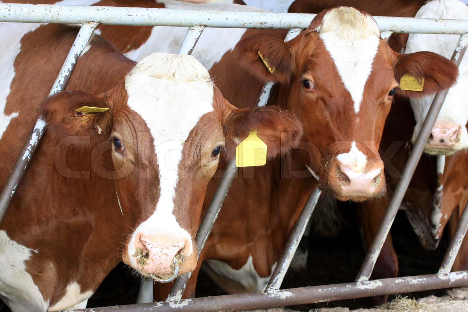 Cows in the enclosure to the rural farm | Stock image | Colourbox