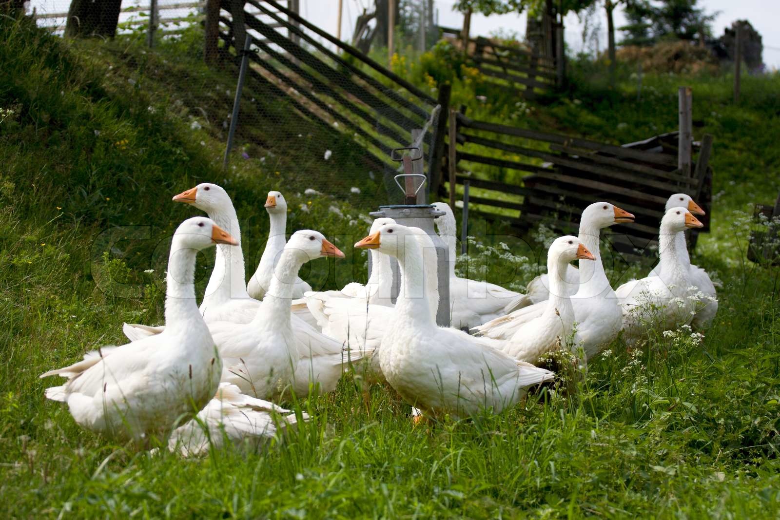 Domestic Geese in the garden in the countryside | Stock image | Colourbox