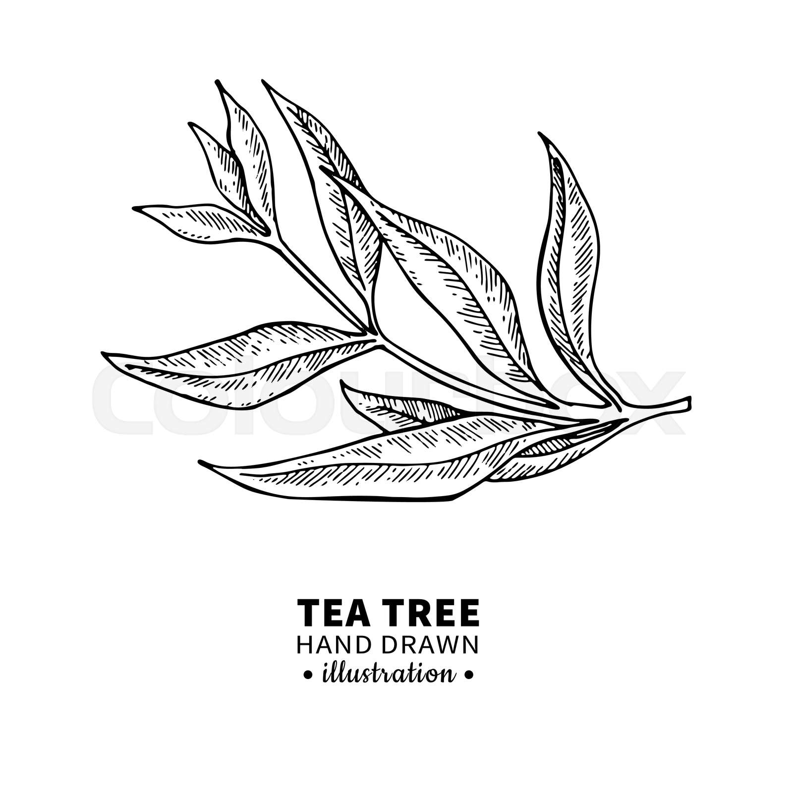 Tea tree vector drawing. Isolated vintage illustration of medical plant ...