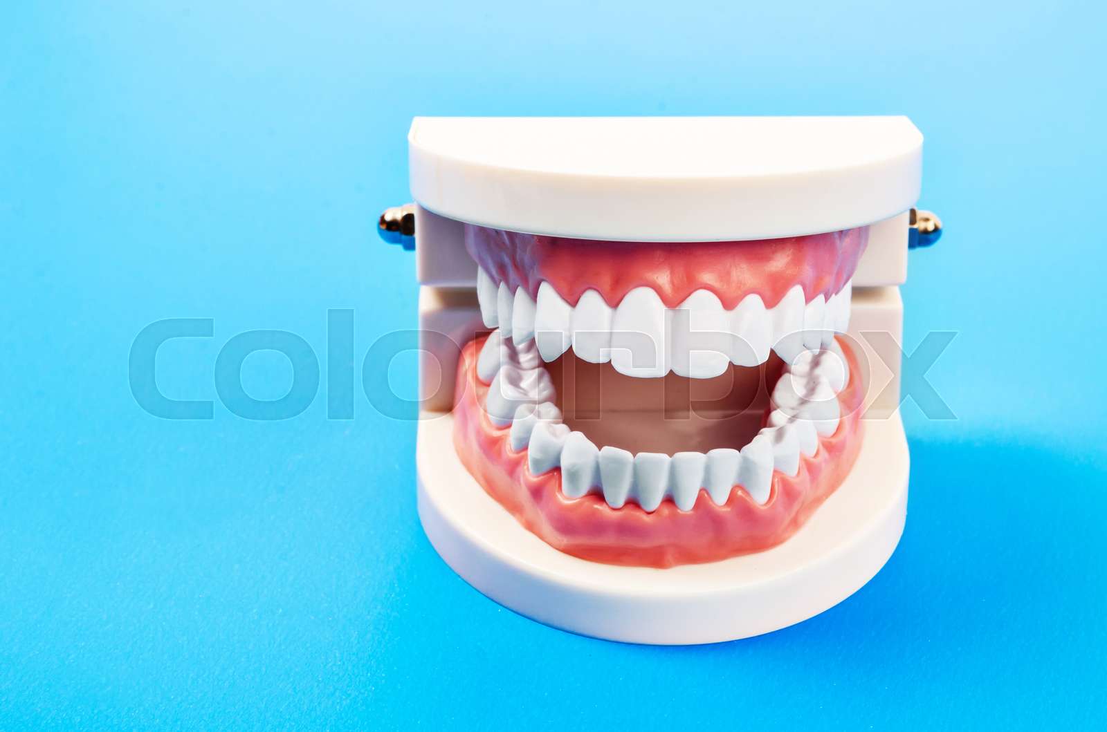 Plastic dental teeth model. | Stock image | Colourbox