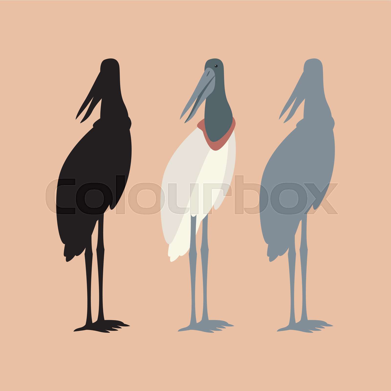 black -necked stork | Stock vector | Colourbox