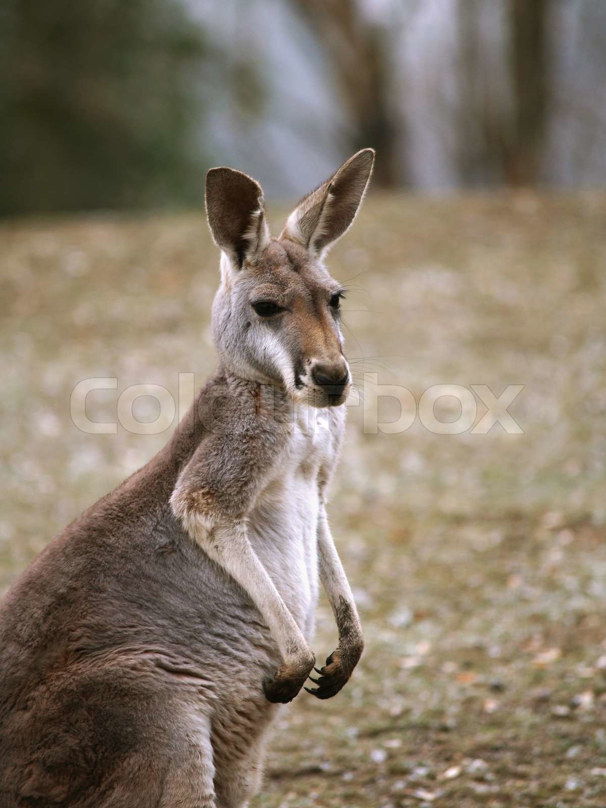 Rufous rat kangaroo | Stock image | Colourbox