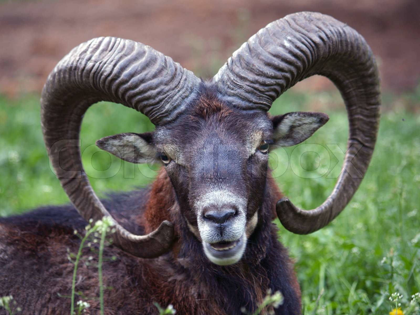 Detail of head of wild mouflon | Stock image | Colourbox