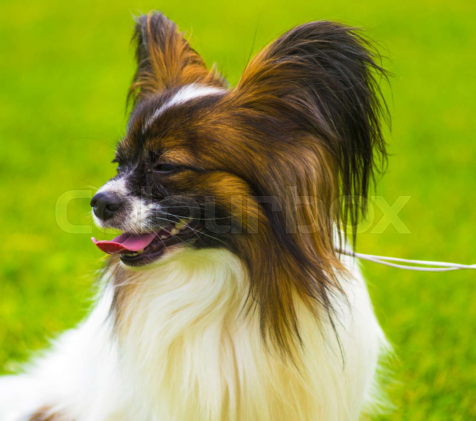Brown White Papillon Puppy