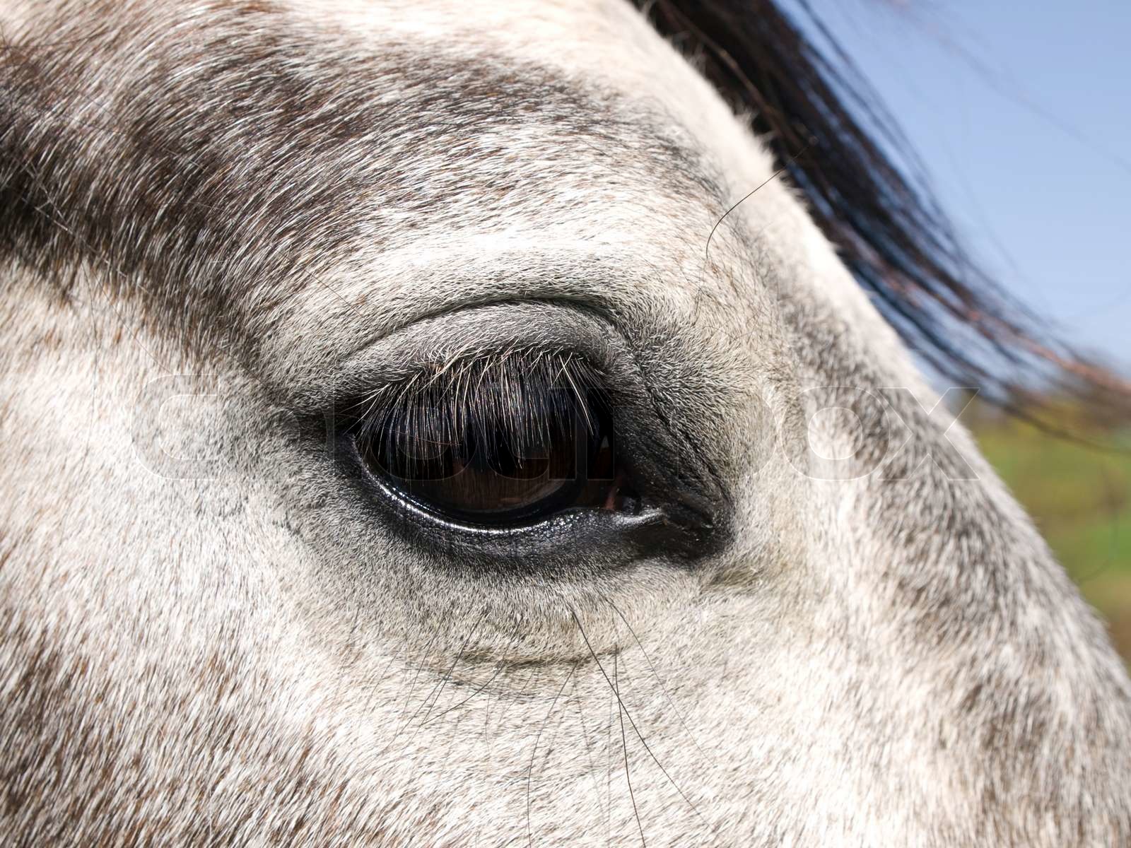 Detail of white horse eye | Stock image | Colourbox
