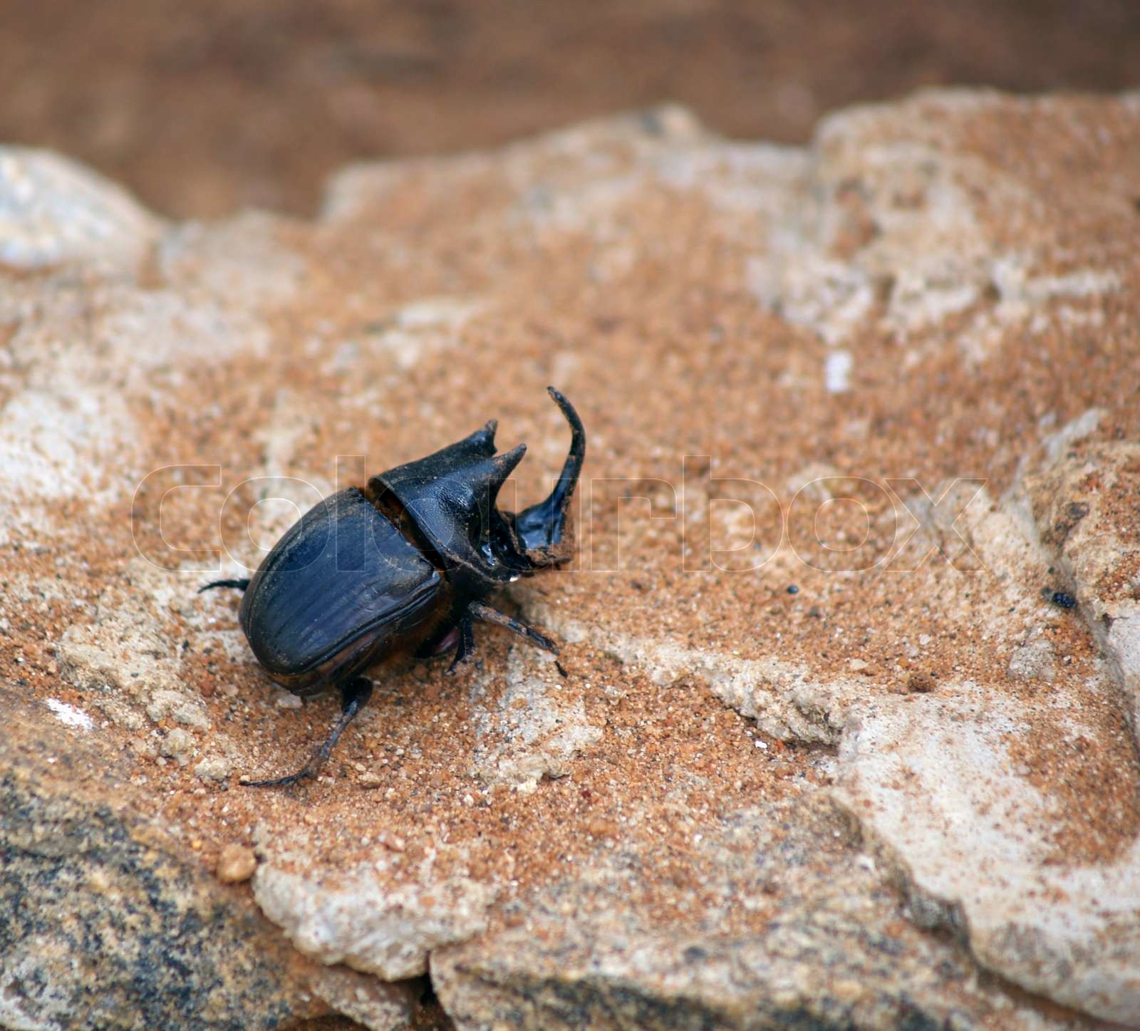 Unicorn beetle | Stock image | Colourbox