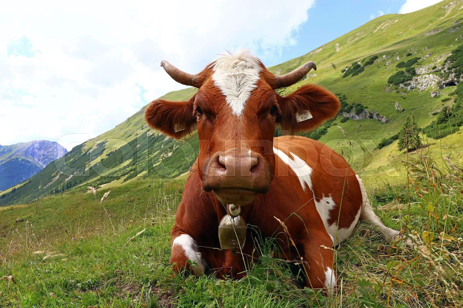 Rot-weißes Simmentaler Rind mit Hörnern und Glocke im Gebirge | Stock ...