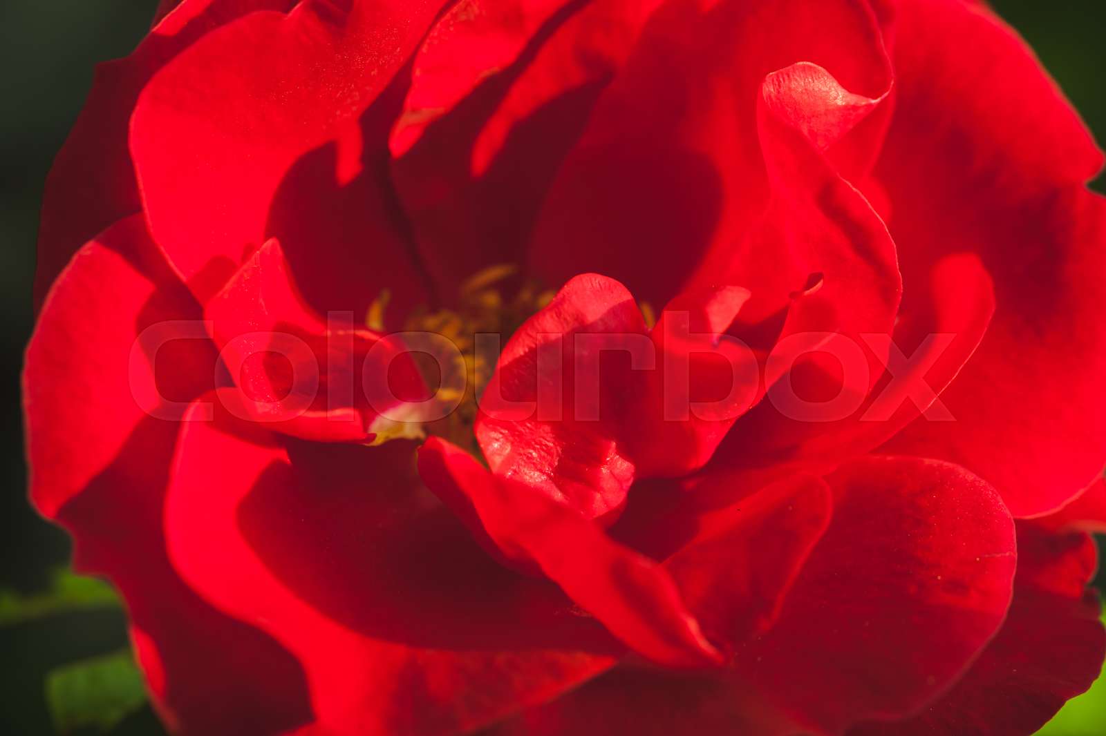 Bright red rose, close u photo | Stock image | Colourbox