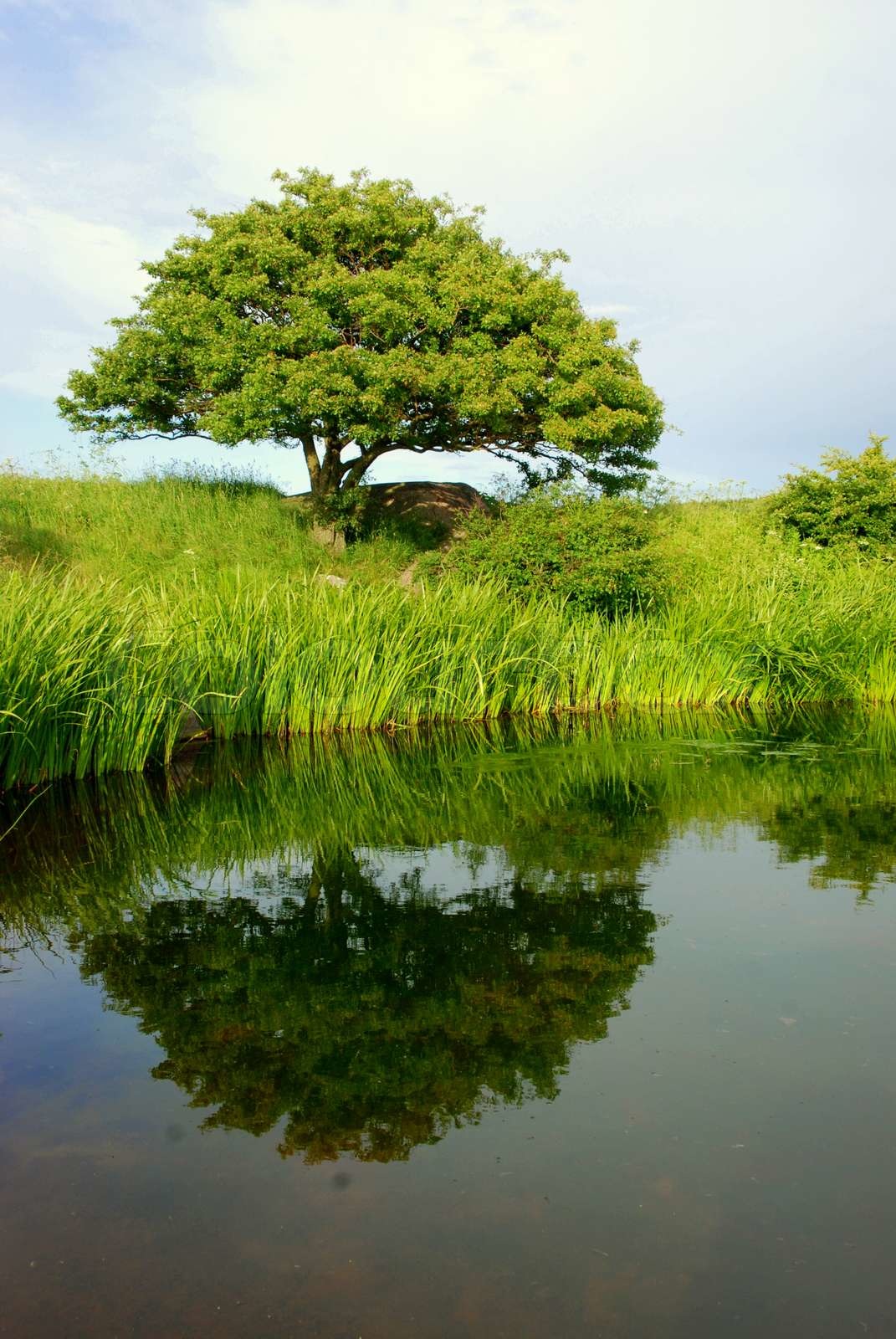 Tree Mirrored in a Still Pond | Stock image | Colourbox