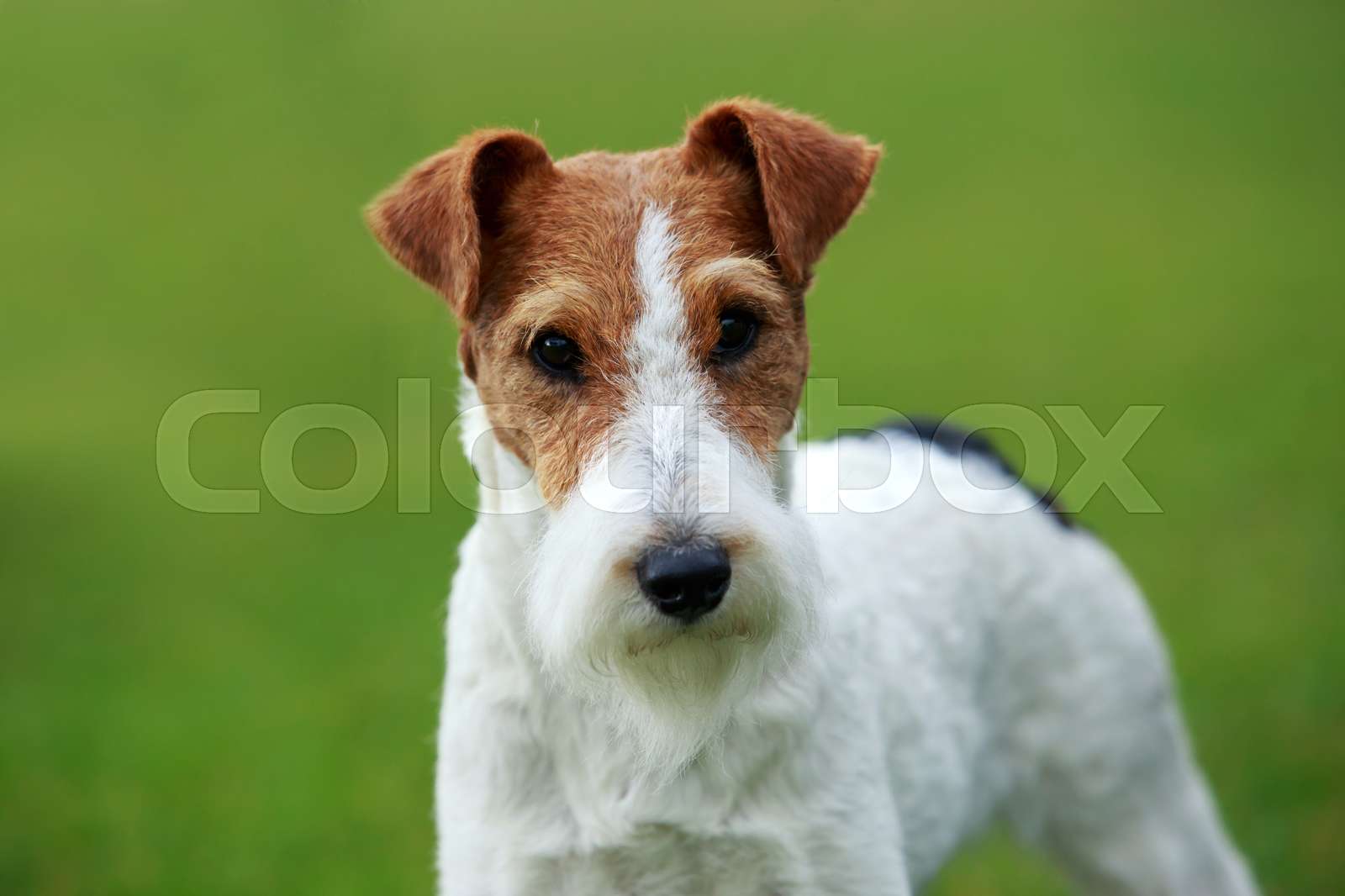 Dog breed Fox terrier | Stock image | Colourbox