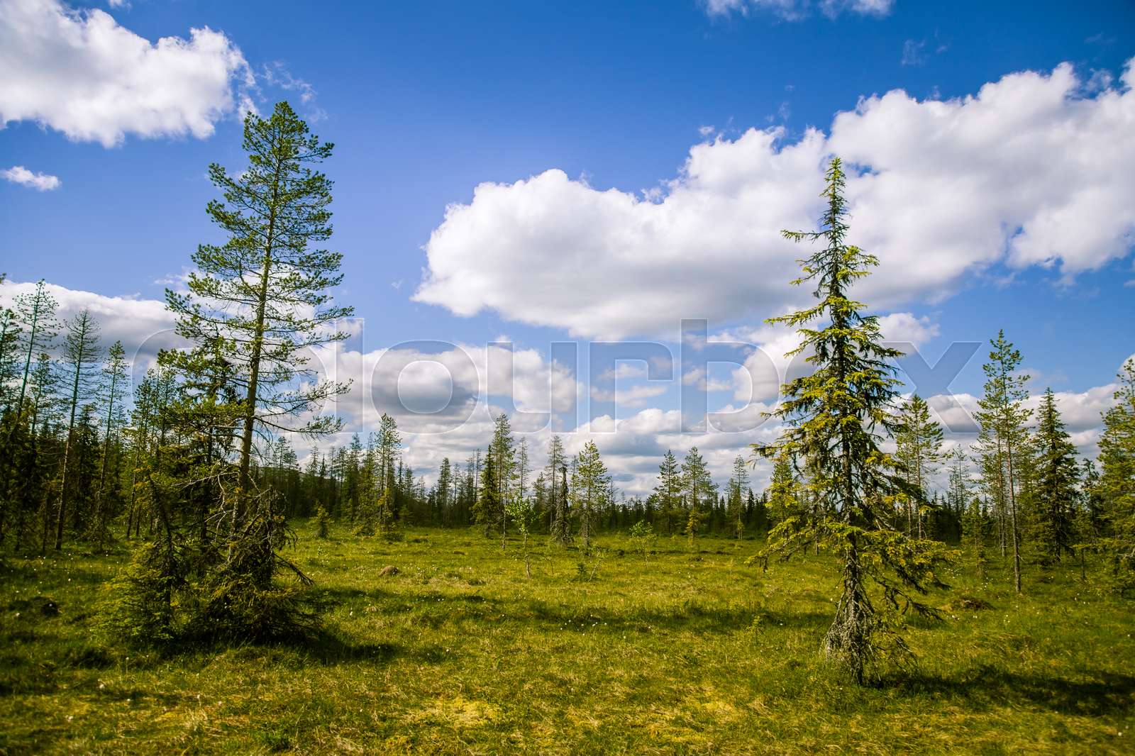 A beautiful Finnish forest landscape | Stock image | Colourbox