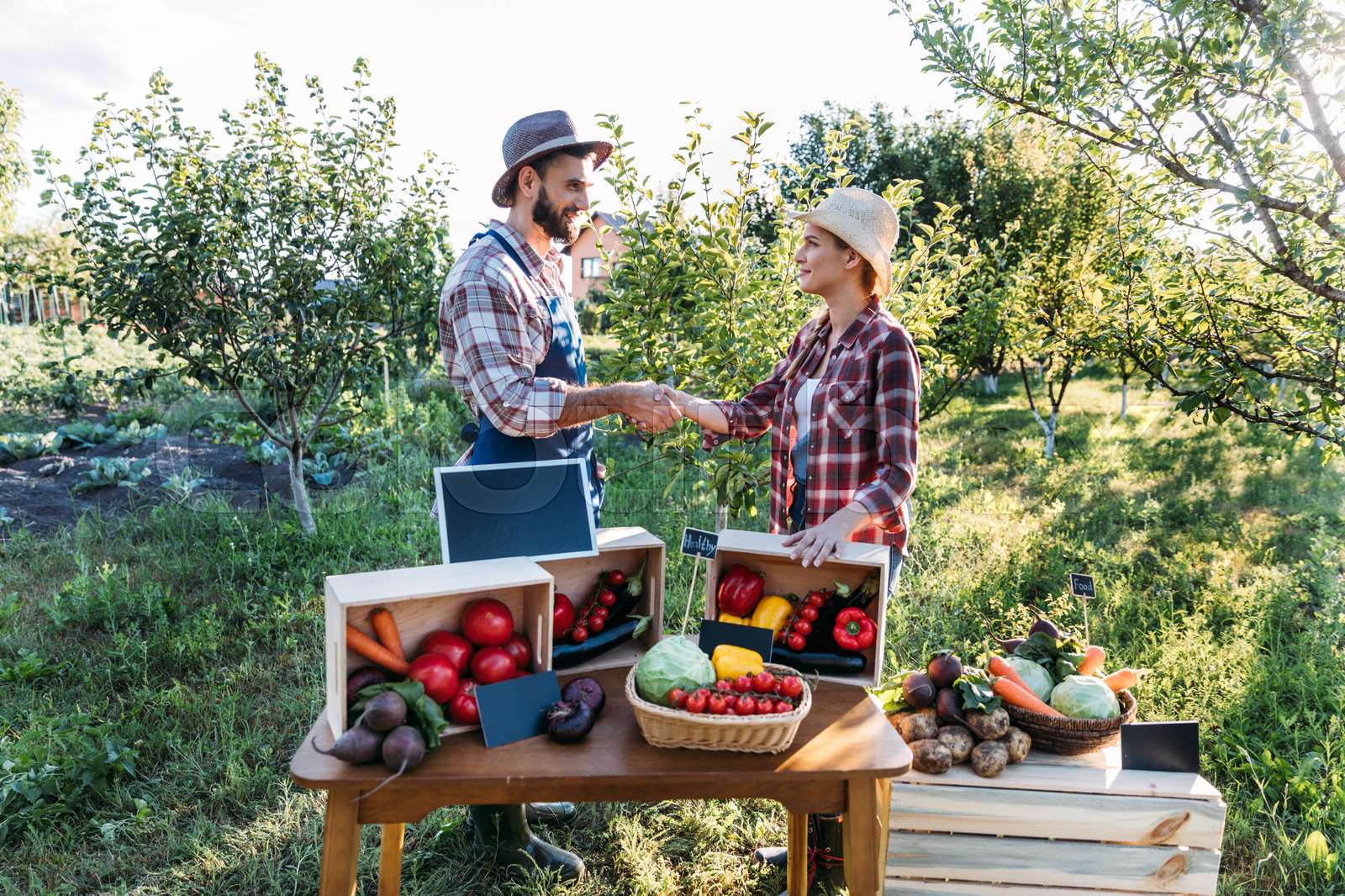 farmers shaking hands at market | Stock image | Colourbox