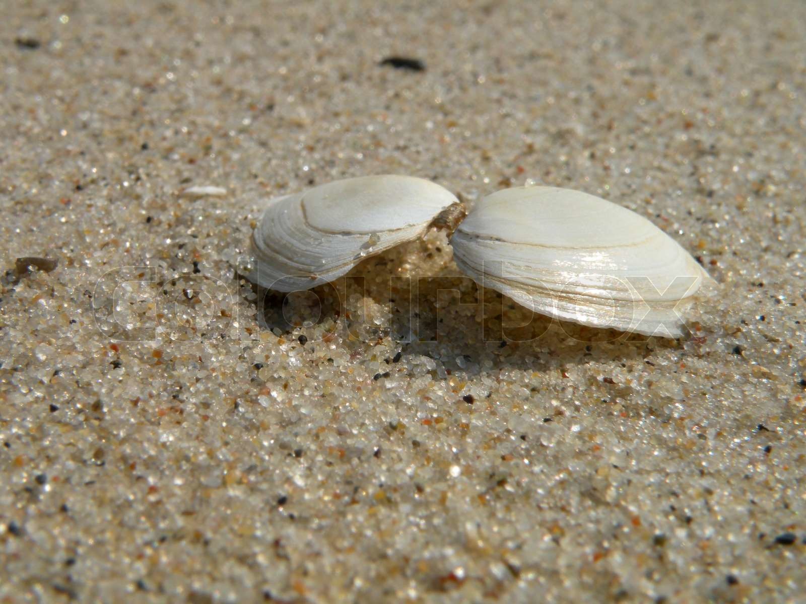 open sea shell on sand sparkling in the sun | Stock image | Colourbox