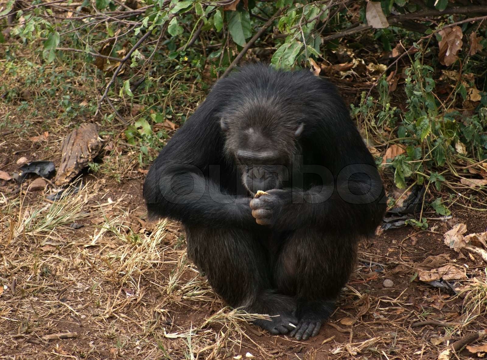 chimpanzee sitting on the ground | Stock image | Colourbox