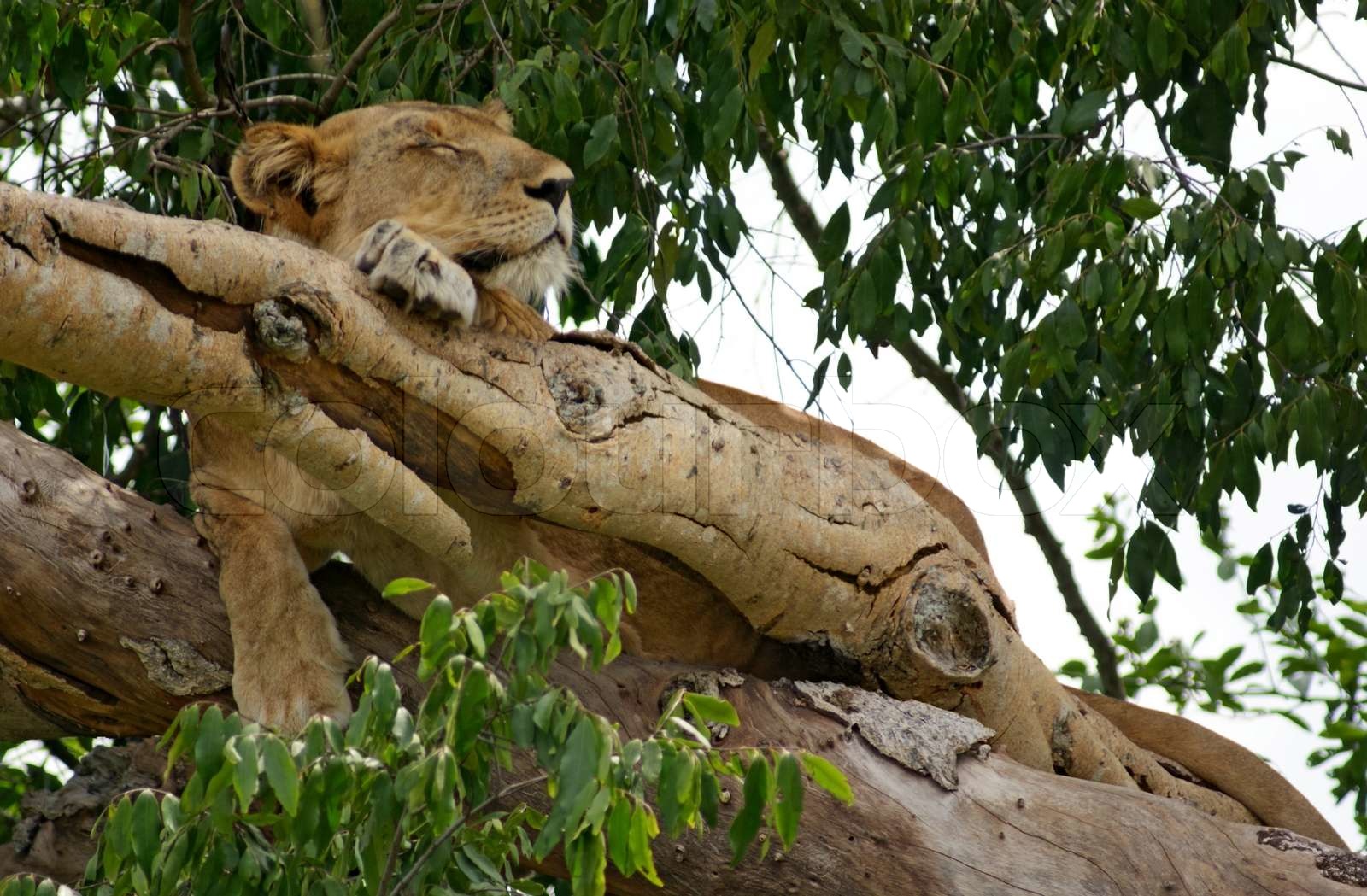 Lion on a tree in Uganda | Stock image | Colourbox