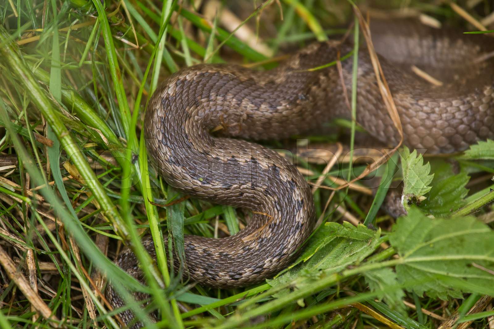 A beautiful viper hiding in a grass in summer meadow. | Stock image ...