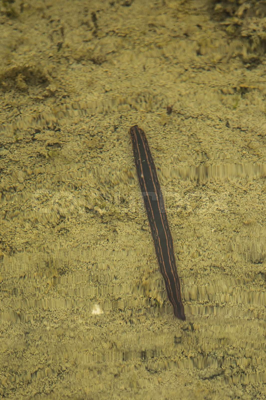 A brown leech swimming in a shallow pond. | Stock image | Colourbox
