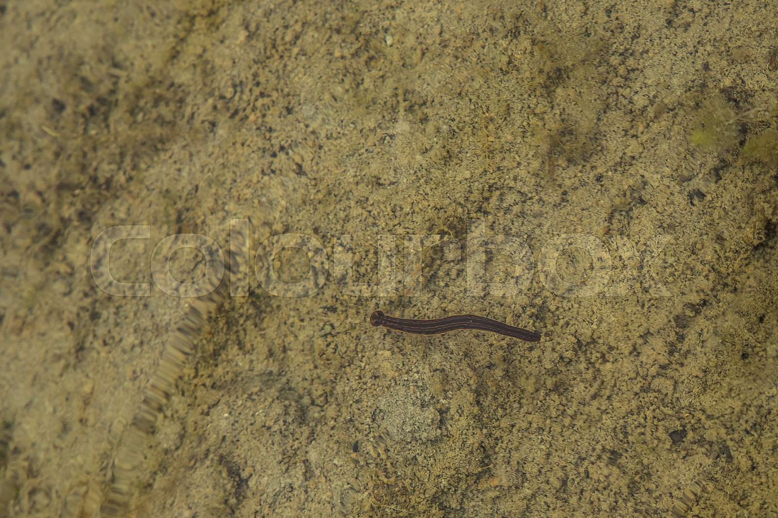 A brown leech swimming in a shallow pond. | Stock image | Colourbox