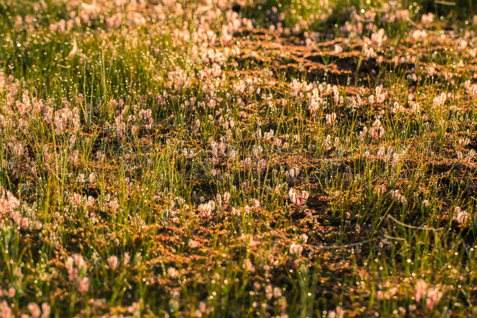 A beautiful great sundew growing on the marsh ground in morning light ...