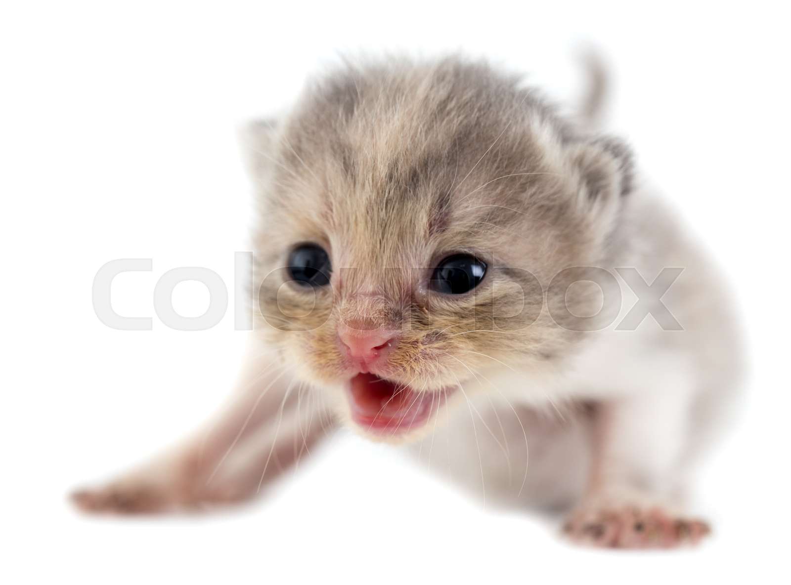 kattekilling, smuk, kattedyr | Stock foto | Colourbox