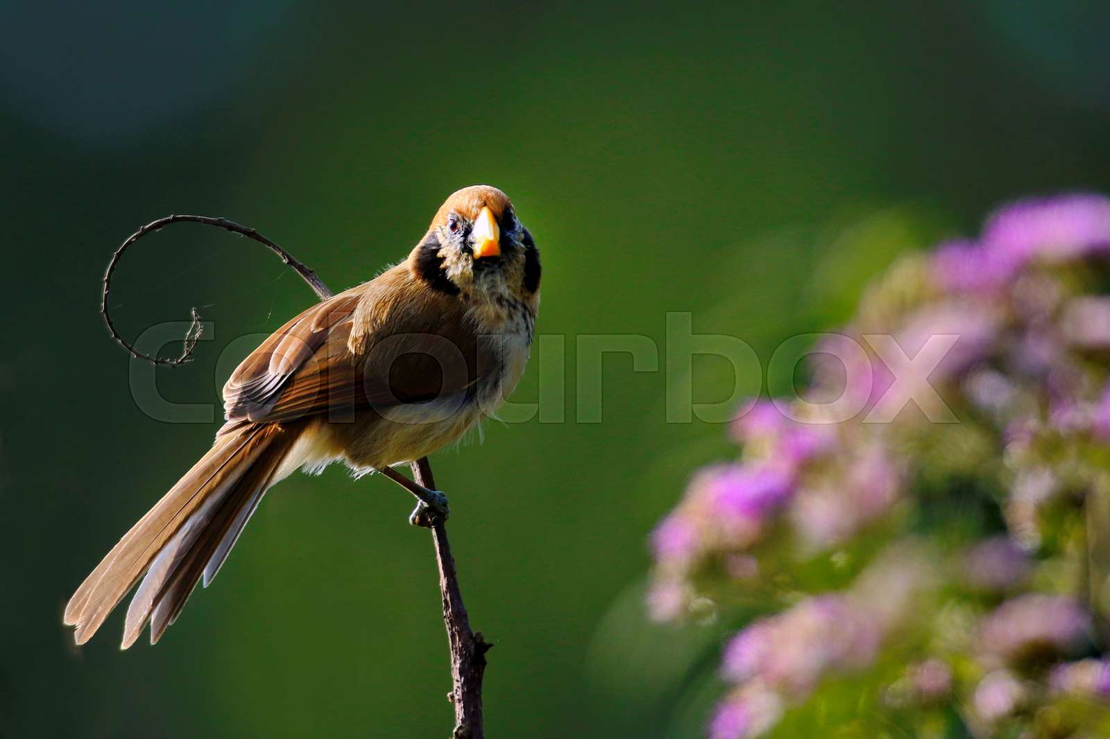 The birds in the wild Asia. | Stock image | Colourbox