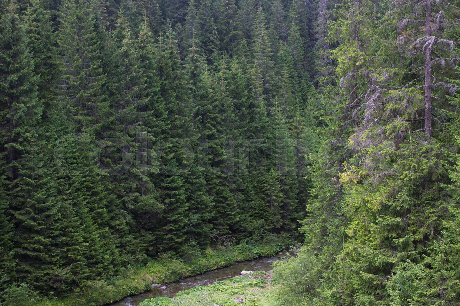 Spruce forest in the Ukrainian Carpathians. Sustainable clear ecosystem ...
