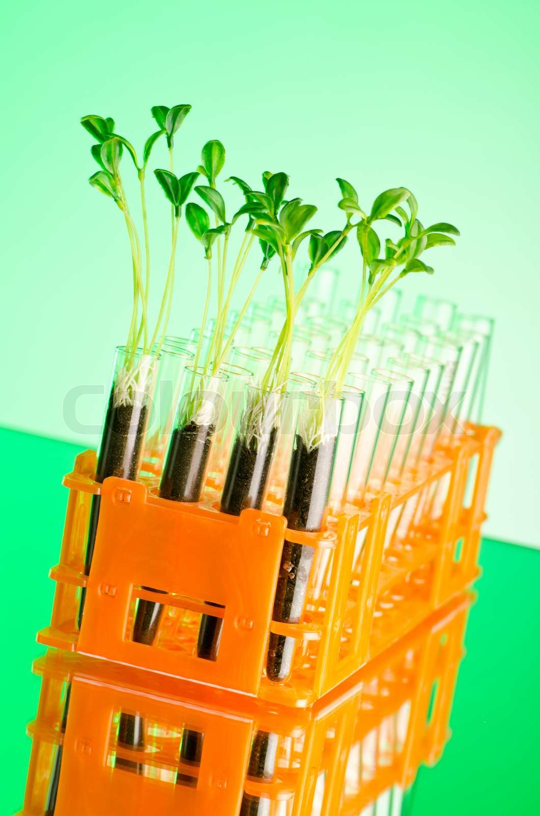 Experiment with green seedlings in the lab | Stock image | Colourbox
