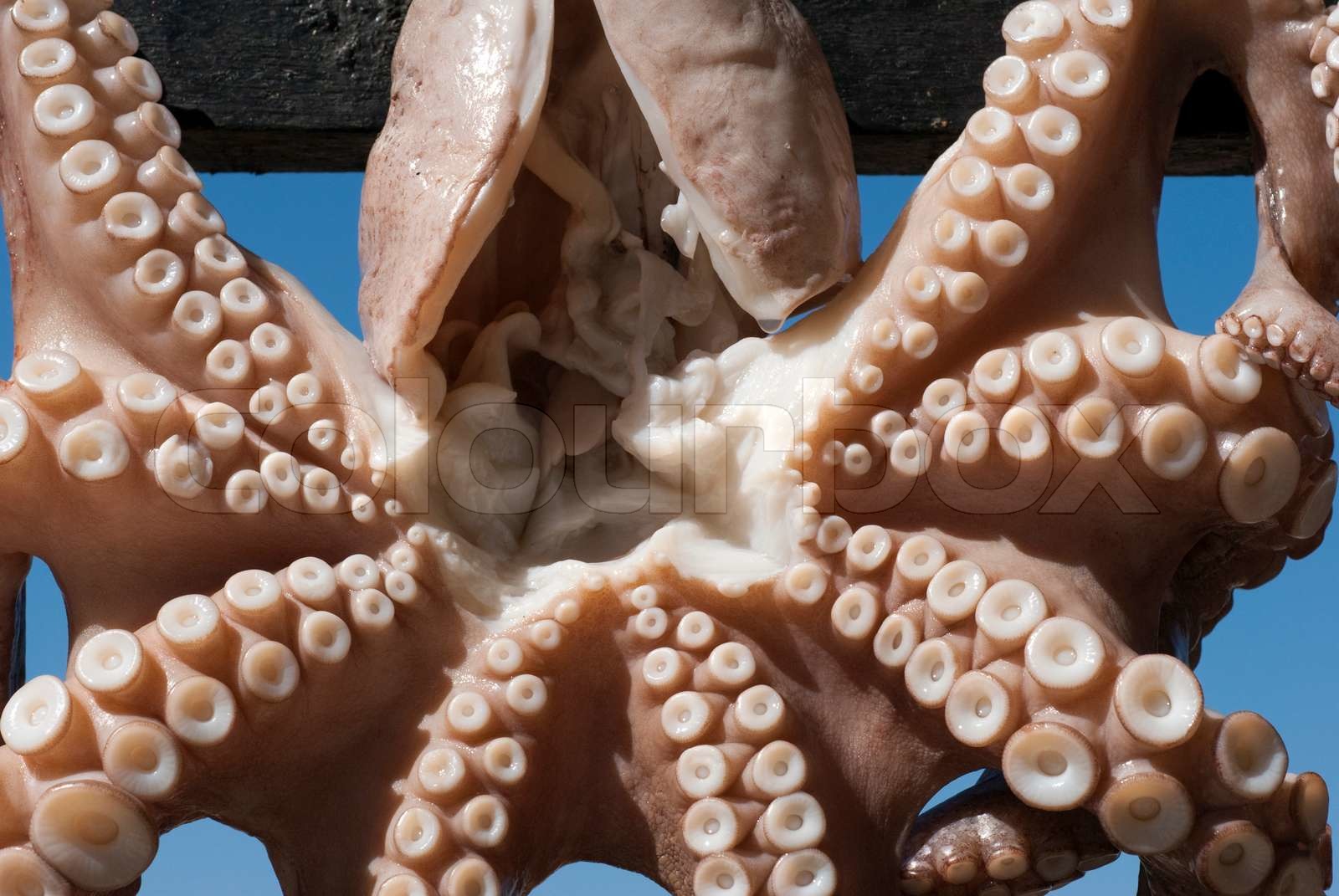 Traditional Greek octopus | Stock image | Colourbox