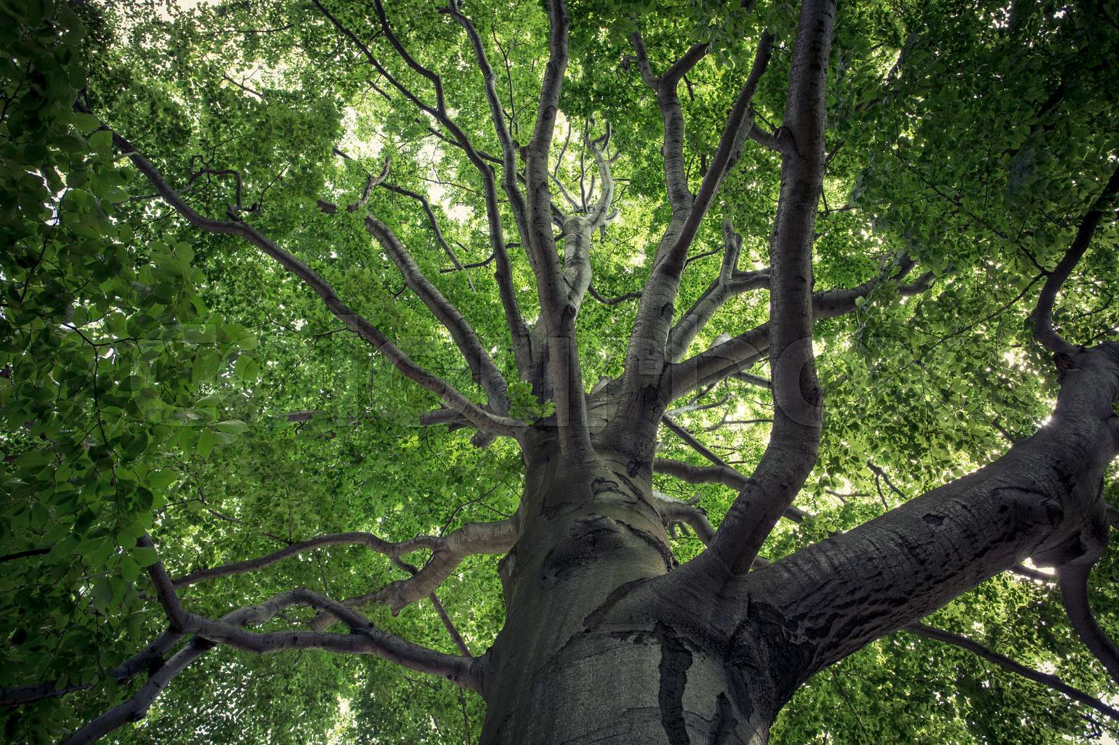Spreading crown of beech tree | Stock image | Colourbox