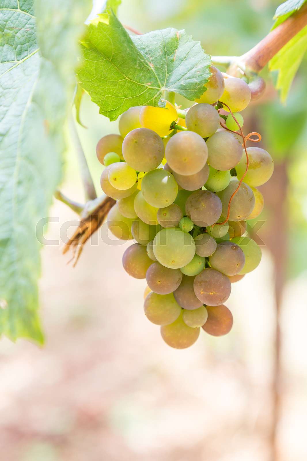 Vindruer og vindrueklaser i solskin | Stock foto | Colourbox
