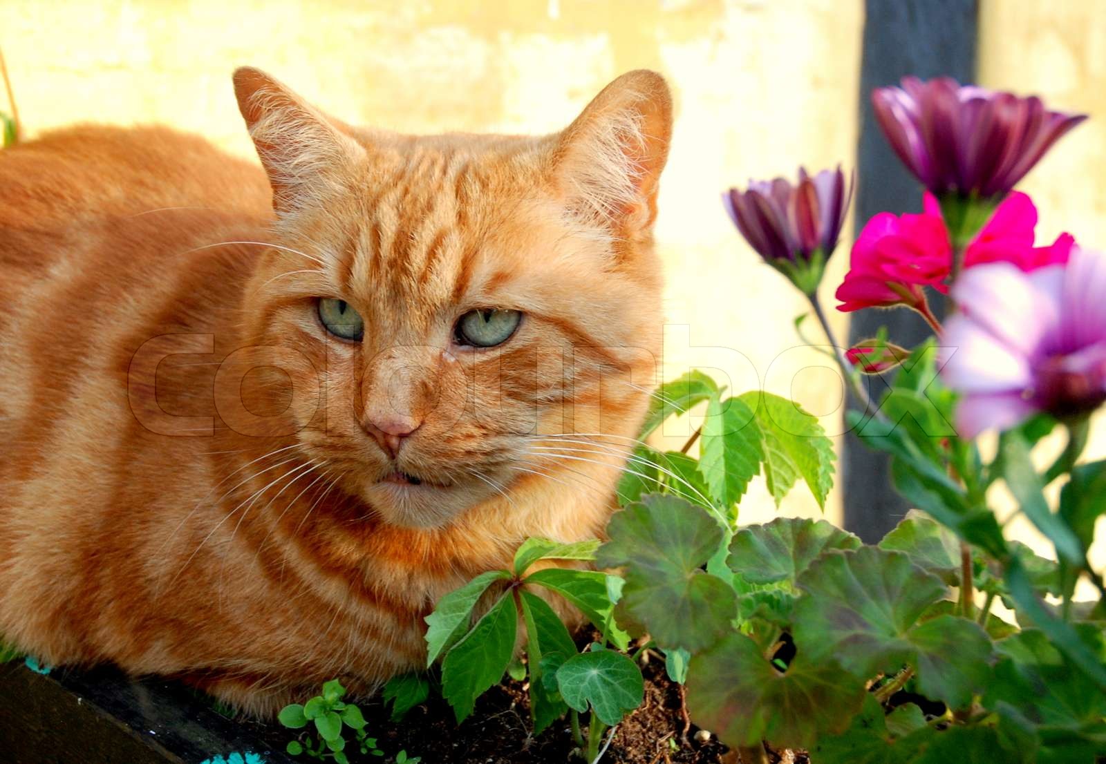 Orange Kat med Blomster | Stock foto | Colourbox