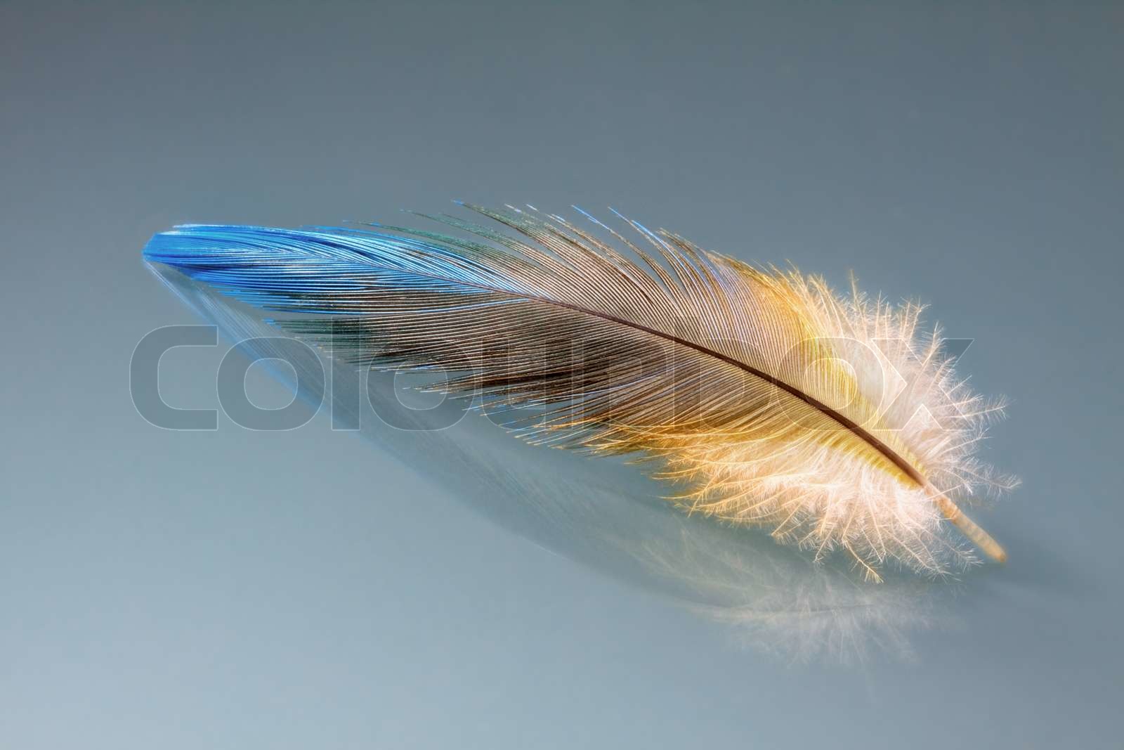 Detail der bunten Federn mit Reflexion | Stock Bild | Colourbox